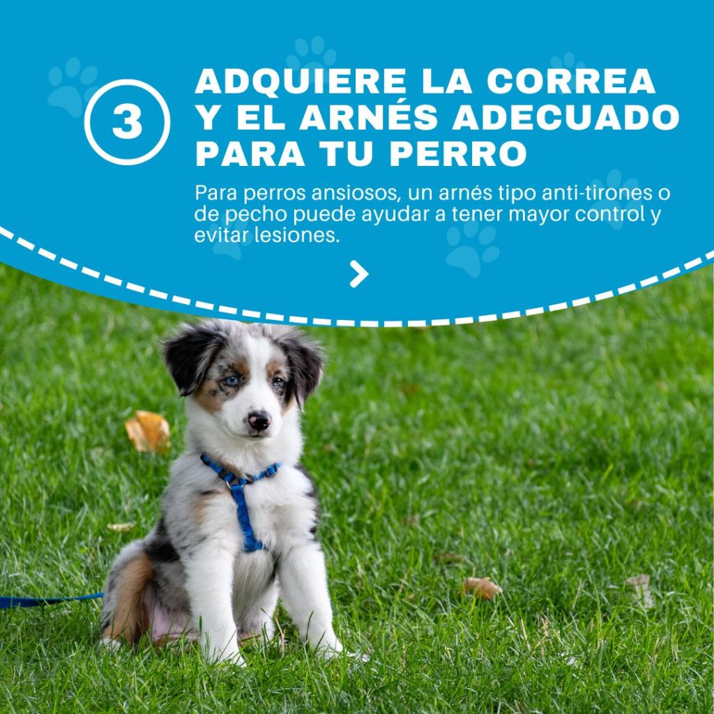Consejos para pasear a un perro ansioso con éxito - Atrevia Colombia